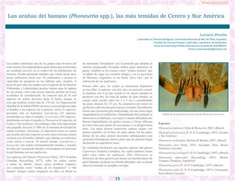 Pdf Las Arañas Del Banano Phoneutria Spp Las Más Temidas De