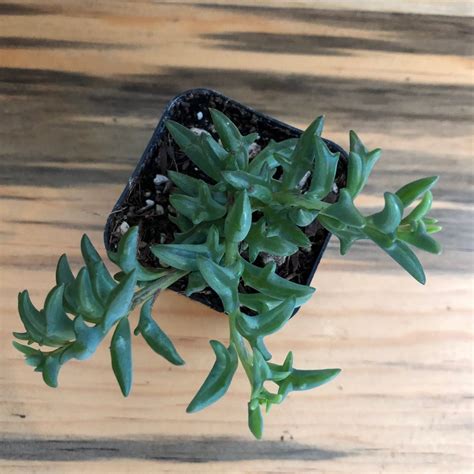 Senecio peregrinus - String of Dolphins (2" Pot) | Little Prince To Go