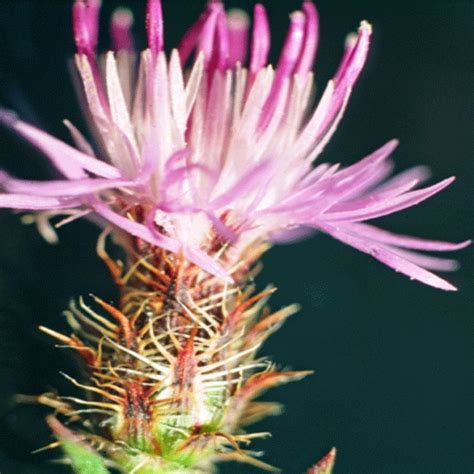 Diffuse Knapweed Montana Weed Control Association