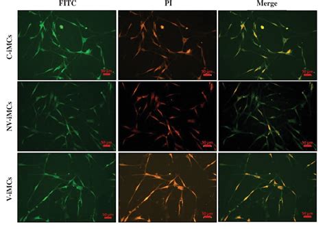 Figure 5 From In Vitro Differentiation Of Melanocyte Stem Cells Derived