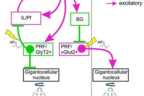 A Cortico Subcortical Loop For Motor Control Via The Pontine Reticular