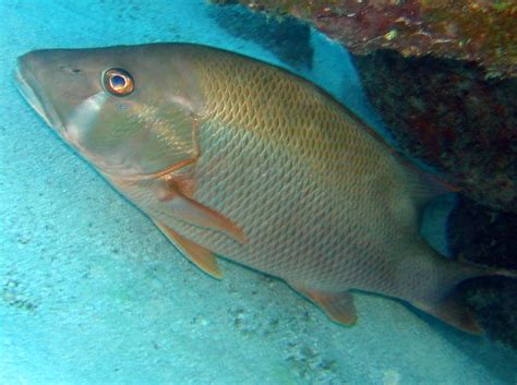 Dog Snapper Lutjanus Jocu Key Largo Florida Photo 1 Tropical Reefs