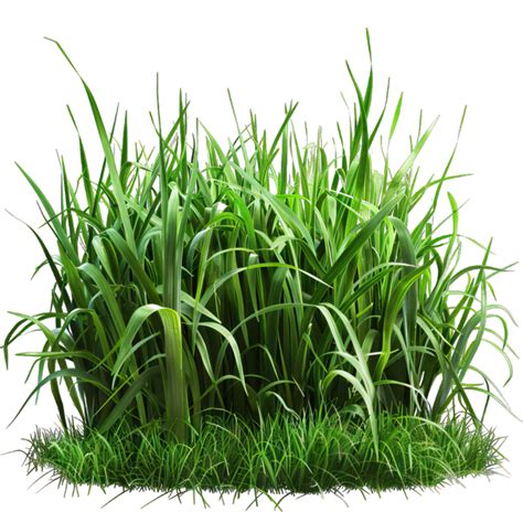 Grass Cartoon Pngs For Free Download