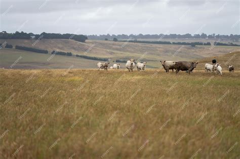 Premium Photo Herding A Herd Of Cattle On A Farm In Australia