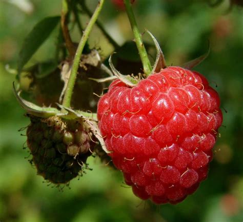 Growing Raspberries Indoors In Pots Containers Gardening Tips