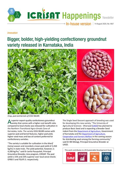 Bigger Bolder High Yielding Confectionery Groundnut Variety Released