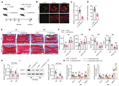 Drg Cgrp Secretion Is Essential For Cs Production And Ivd Homeostasis