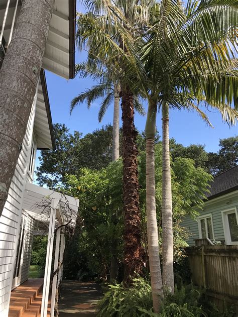 Tree Trimming Auckland Rural And Residential Tree Pruning Services