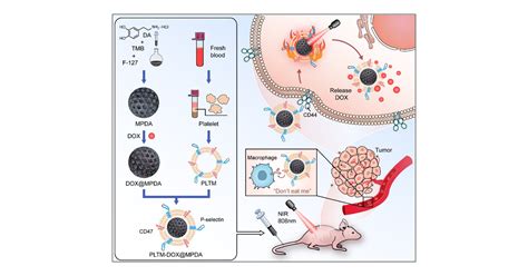 Mesoporous Doxorubicin Loaded Polydopamine Nanoparticles Coated With A Platelet Membrane