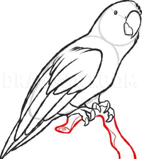 How To Sketch A Parrot By Dawn Dragoart Com Sketches Parrot Drawing Drawings