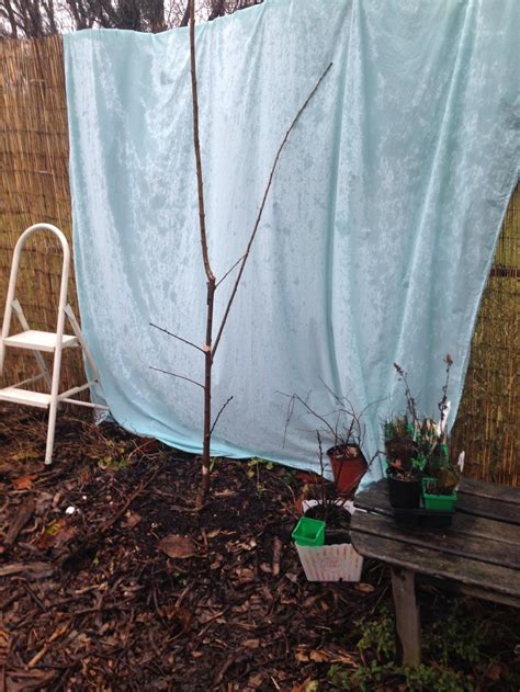 How To Prune My Sweet Cherry Tree Compact Stella In The Ask A Question Forum