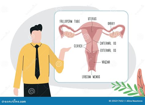 Man Show Structure Of Female Genital Organs Anatomy Of Vagina Uterus Ovaries Sex Education