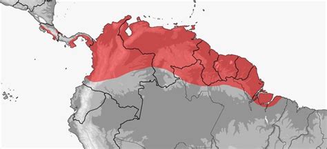 Epicrates Maurus Serpentes Brasileiras