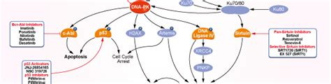Dna Pk抑制剂 Dna Pk Inhibitor