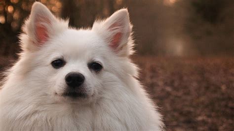 Spitz Dog