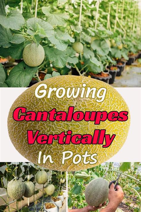 Growing Cantaloupes Vertically In Pots
