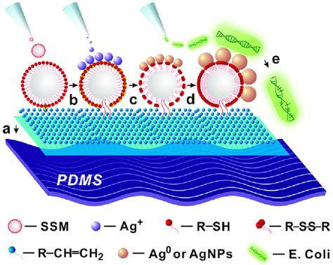 Schematic Illustration Of Procedures For Preparation Of Download Scientific Diagram