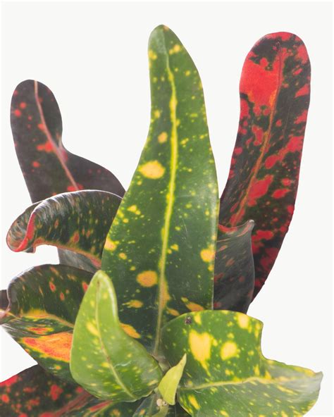 Lil Red Banana Croton Codiaeum Variegata Prickle Plants