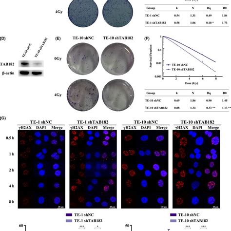 Radiosensitivity Of Escc Cells After Tab182 Downregulation Western
