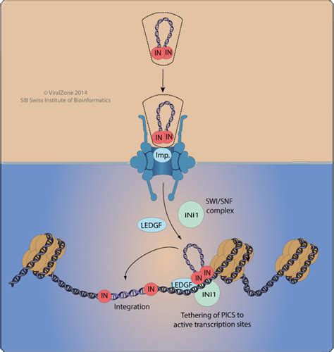 Hiv Genome Viralzone Page Animal And Human Viruses Article Viruses