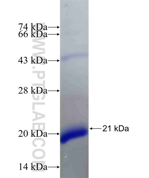 Psme3 Fusion Protein Ag31985 Proteintech 武汉三鹰生物技术有限公司