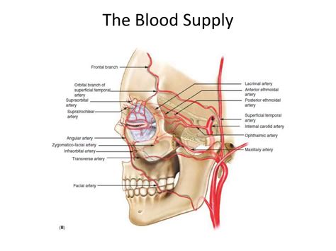Retrobulbar Hemorrhage Anatomy Physiology Pptx