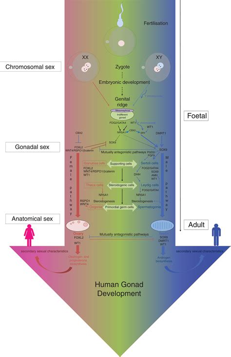 Anomalies In Human Sex Determination Provide Unique Insights Into The