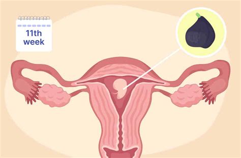 A Definitive Guide To Estrogen And Progesterone Hormones Femia