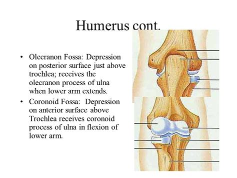 Pectoral Girdle Pelvic Girdle Upper Limbs Lower Limbs Ppt Video Online Download