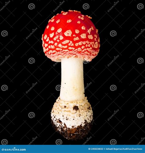 Fly Agaric Or Amanita Muscaria Mushroom Stock Photo Image Of Mushrooms Muscaria