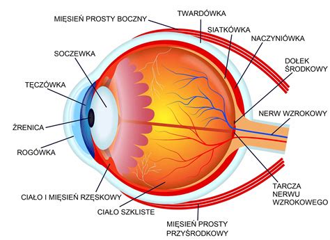 Cykloplegia u dzieci co to za badanie i dlaczego i jest ważne