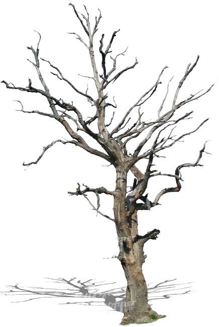 Bare Tree Cut Out For Architectural Visualizations