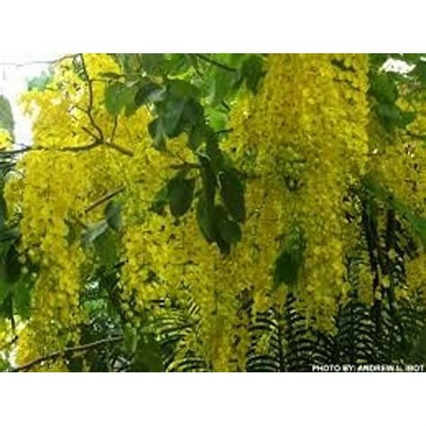 Golden Shower Plant At Piece Cassia Fistula In Bhopal Id