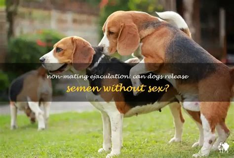 Non Mating Ejaculation Can Dogs Release Semen Without Sex Petshun