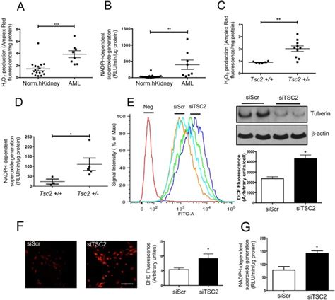 Nox4 Is A Target For Tuberin Deficiency Syndrome Scientific Reports