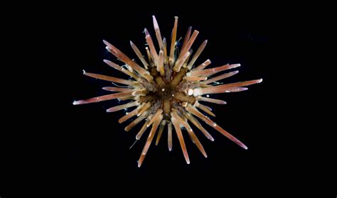 Marine Fossils Are A Reliable Benchmark For Degrading And Collapsing