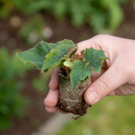 How To Grow Begonias Marshalls Garden