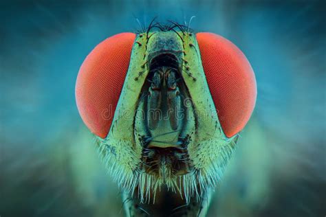 Housefly Face Extreme Close Up Mcro Photography Stock Image Image Of