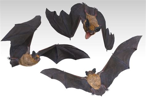 Common Pipistrelle Bat Characters Unity Asset Store