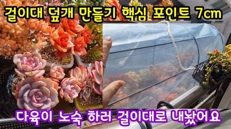 베란다 다육이 걸이대 하우스 비닐덮개 씌우기 핵심 포인트⭐️옆으로 들이치는 빗물도 차단해요 ️다육이 본격적인 노숙위해 내놨어요🤗