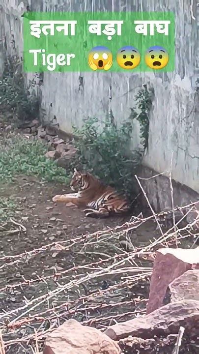 Big Tiger 🐅🐅 इतना बड़ा बाघ😨😨😱 India Reels Youtube Shortvideo
