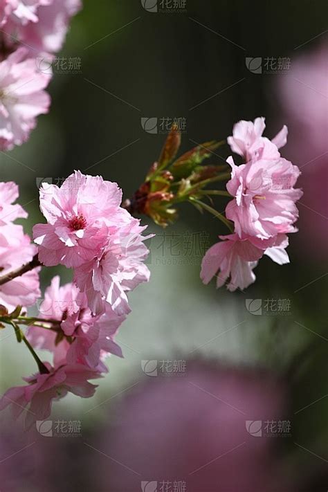 春天盛开的果园。公园里盛开的果树。春天的背景。春天的果园里洒满阳光。春花田背景。花卉图案。