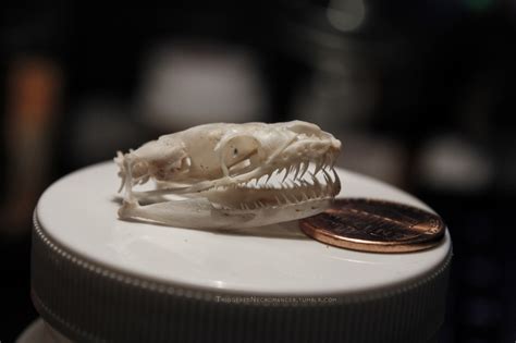 Python Skull