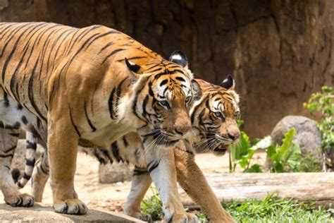 33 Wild Animals In Malaysia Wildlife In Malaysia Kevmrc