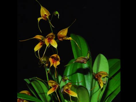 Masdevallia Staaliana Yellow — Ecuagenera Orquídeas Del Ecuador