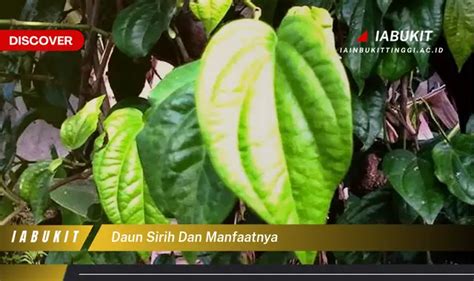 Bukan Cuma Daun Kemangi Kamu Wajib Tahu 7 Manfaat Daun Sirih Yang