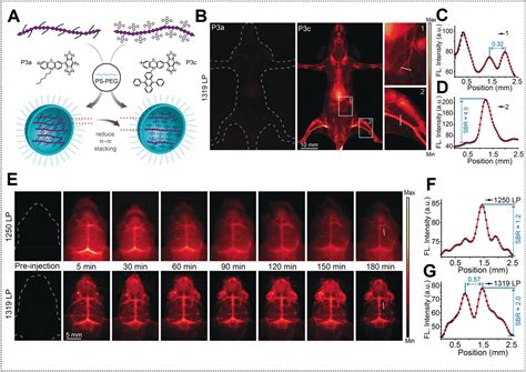 The Luminous Frontier Transformative Nir Iia Fluorescent Polymer Dots For Deep Tissue Imaging
