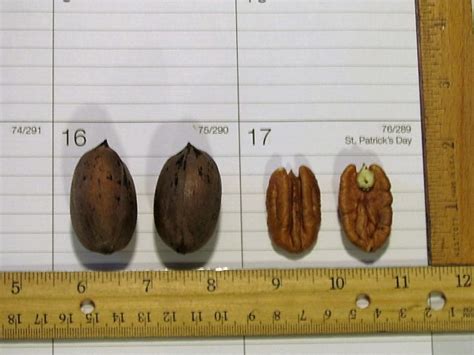 Lipan Pecan Rock Bridges Trees