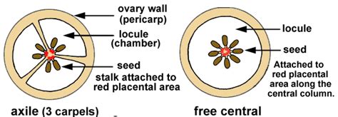Axile And Free Central Placentation Are Similar In Having