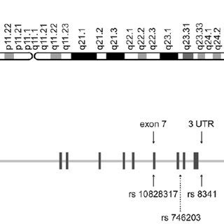 Representation Of The Single Nucleotide Polymorphism Positions Of